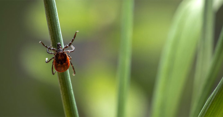 Paraziták, amik rajtunk és bennünk élősködhetnek - WEBBeteg
