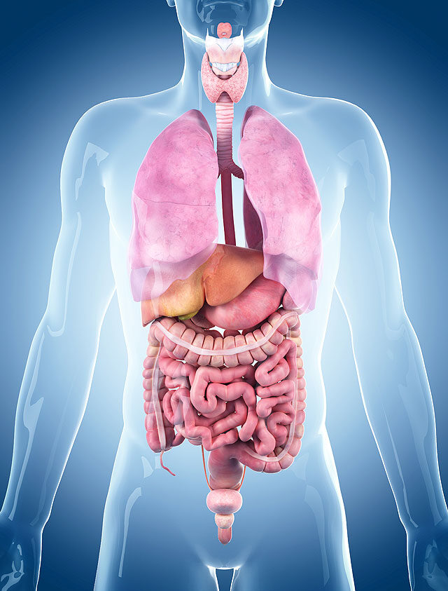 Mit mutat a hasi ultrahang?