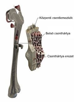 Gyakori kérdések a csontvelő-mintavételről