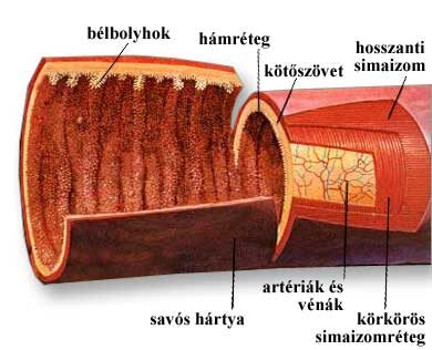 A vékonybélrák és tünetei
